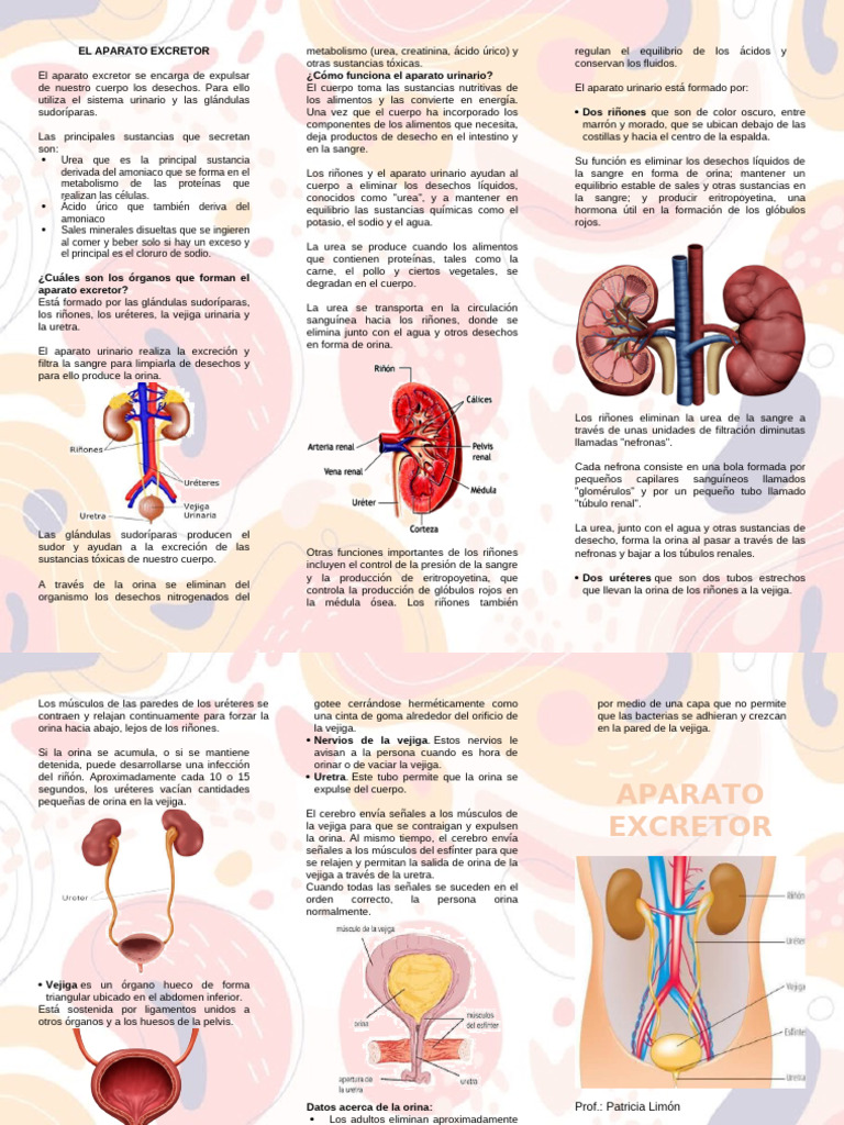 Triptico-Del Aparato Excretor | PDF