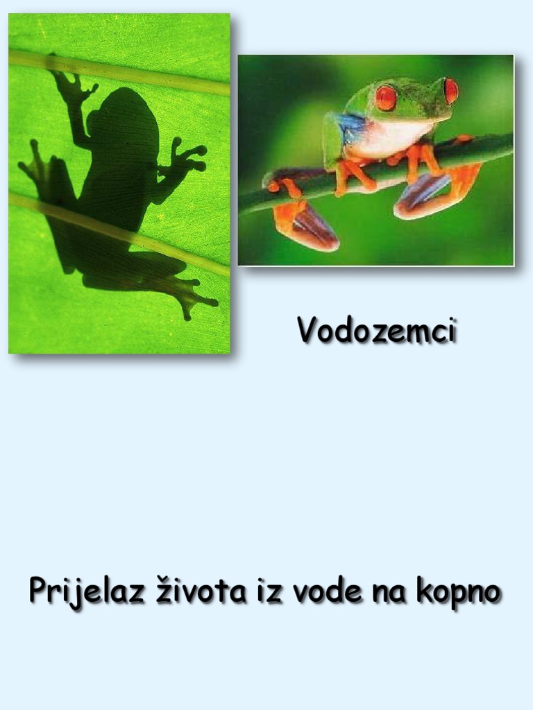 08 Vodozemci | PDF