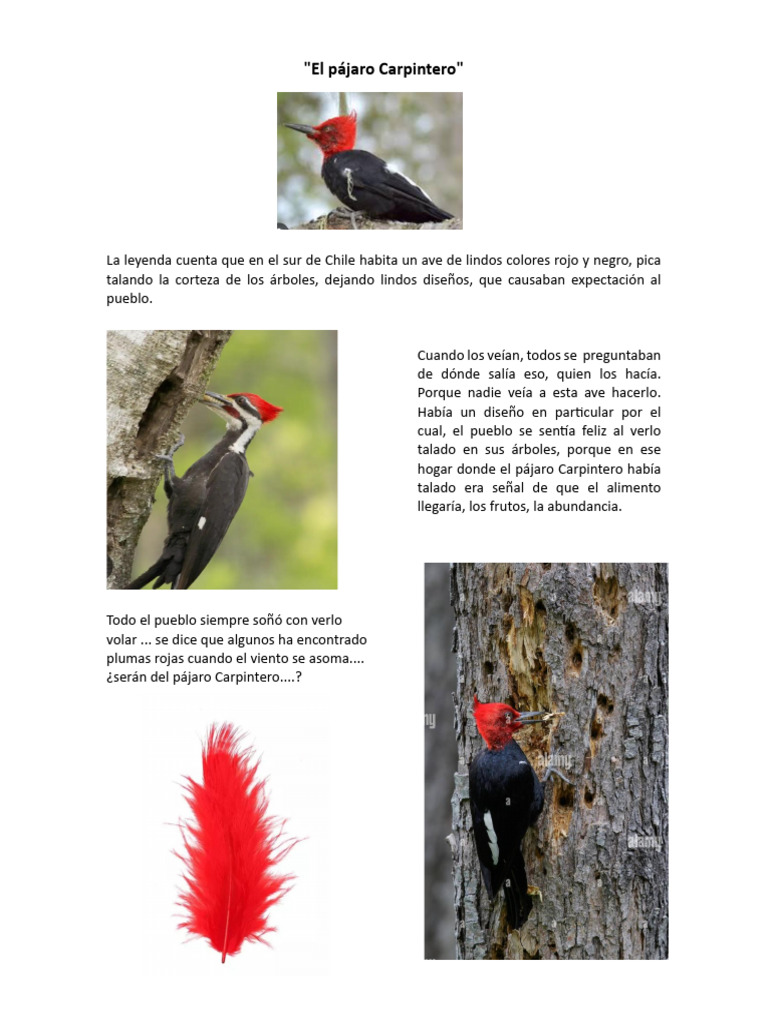 El Pájaro Carpintero | PDF