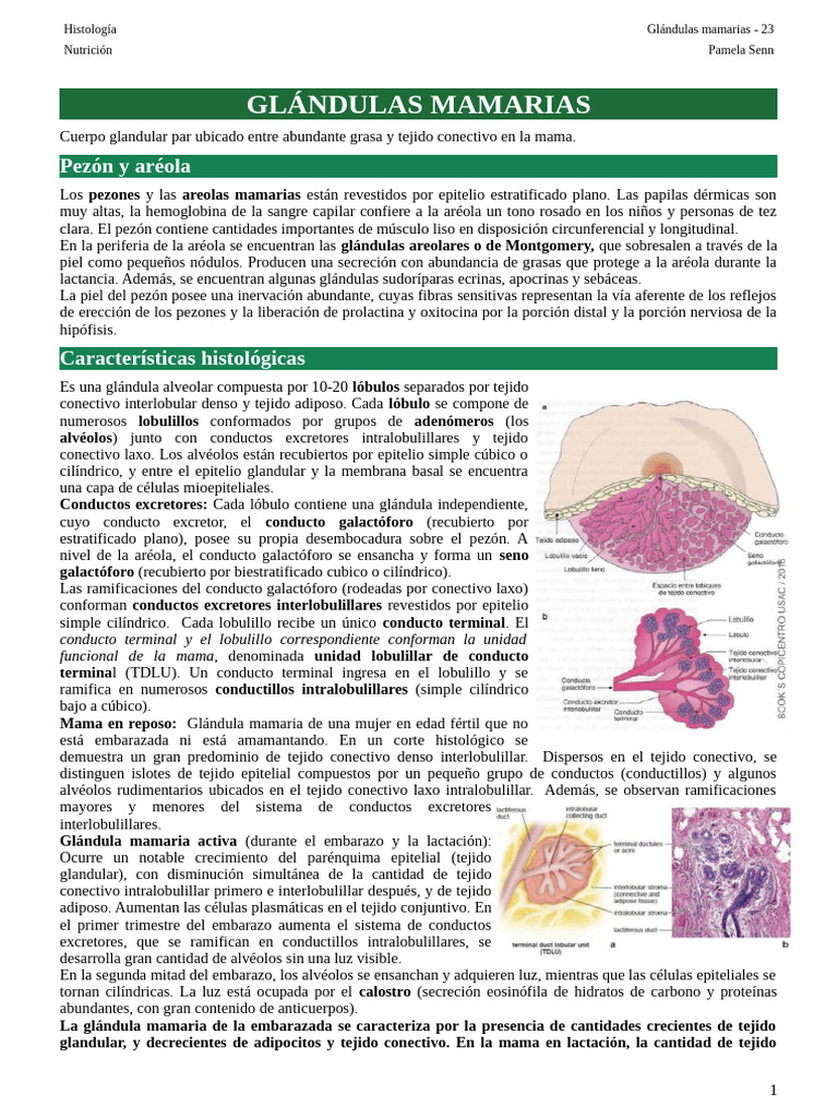 23 - Glandulas mamarias | PDF