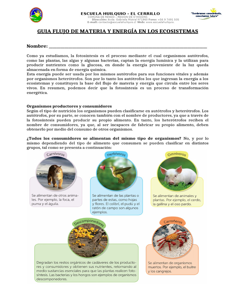 Guia - Flujo de Materia y Energía en Los Ecosistemas - Sexto - 2024 | PDF