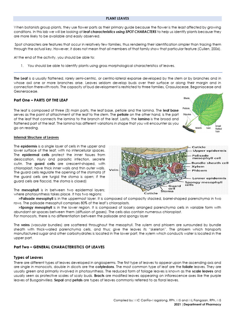 Plant Leaves | PDF | Leaf | Stoma