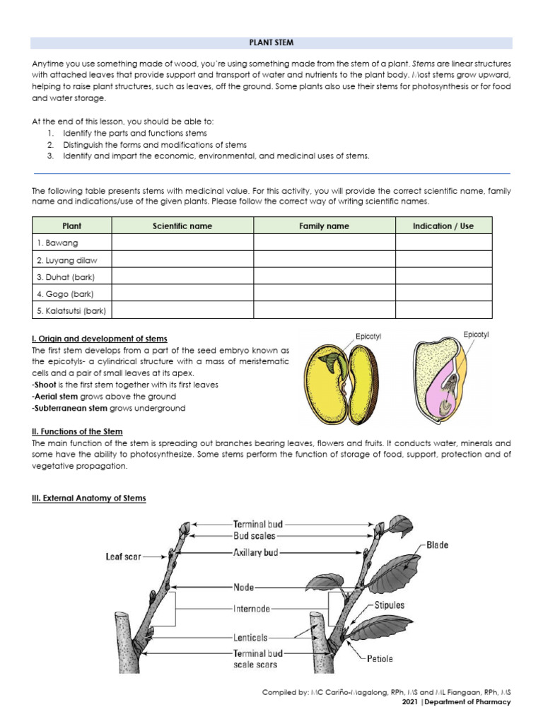 Plant Stem | PDF