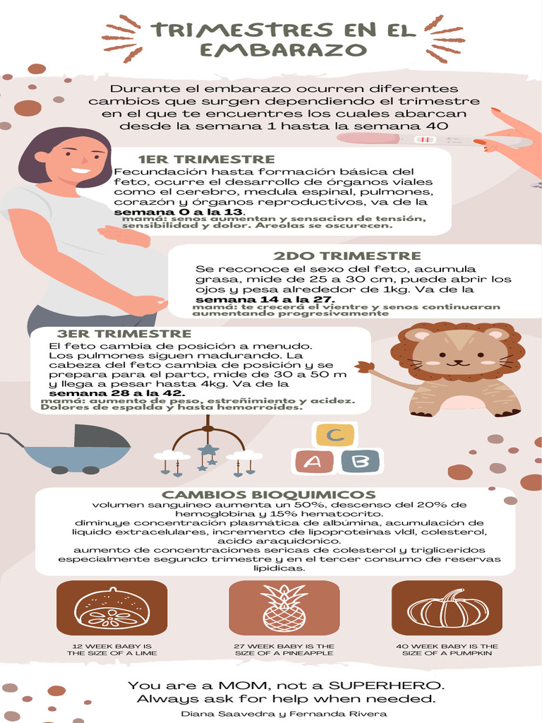 trimestres de embarazo | PDF
