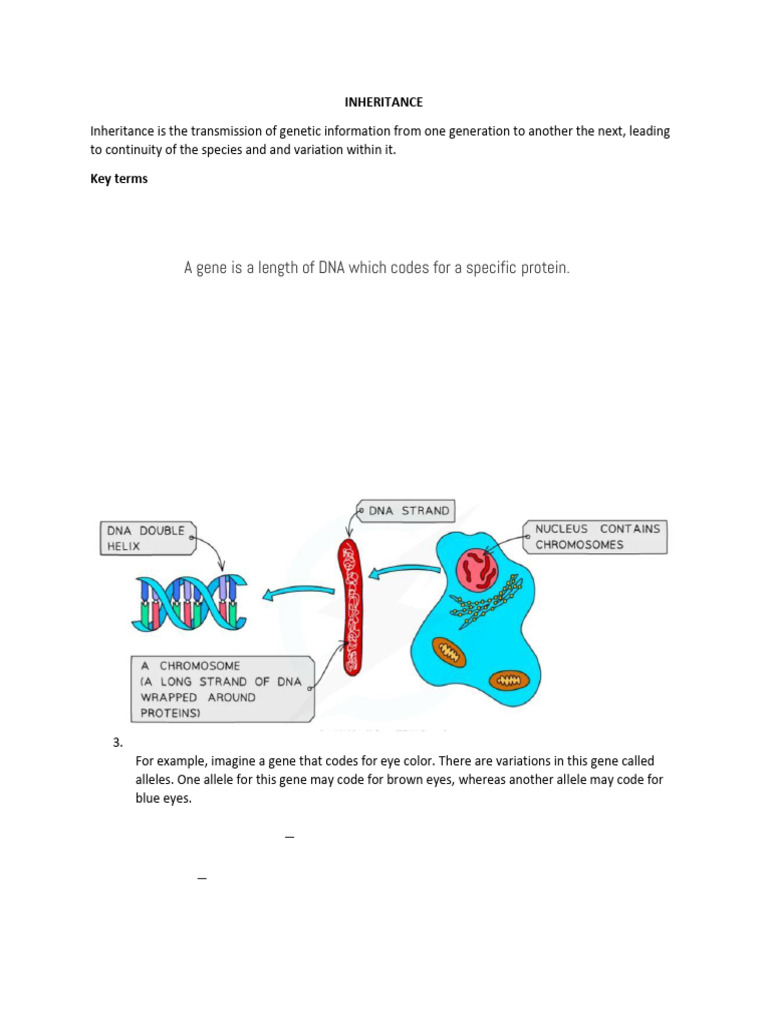 Inheritance and Variation | PDF