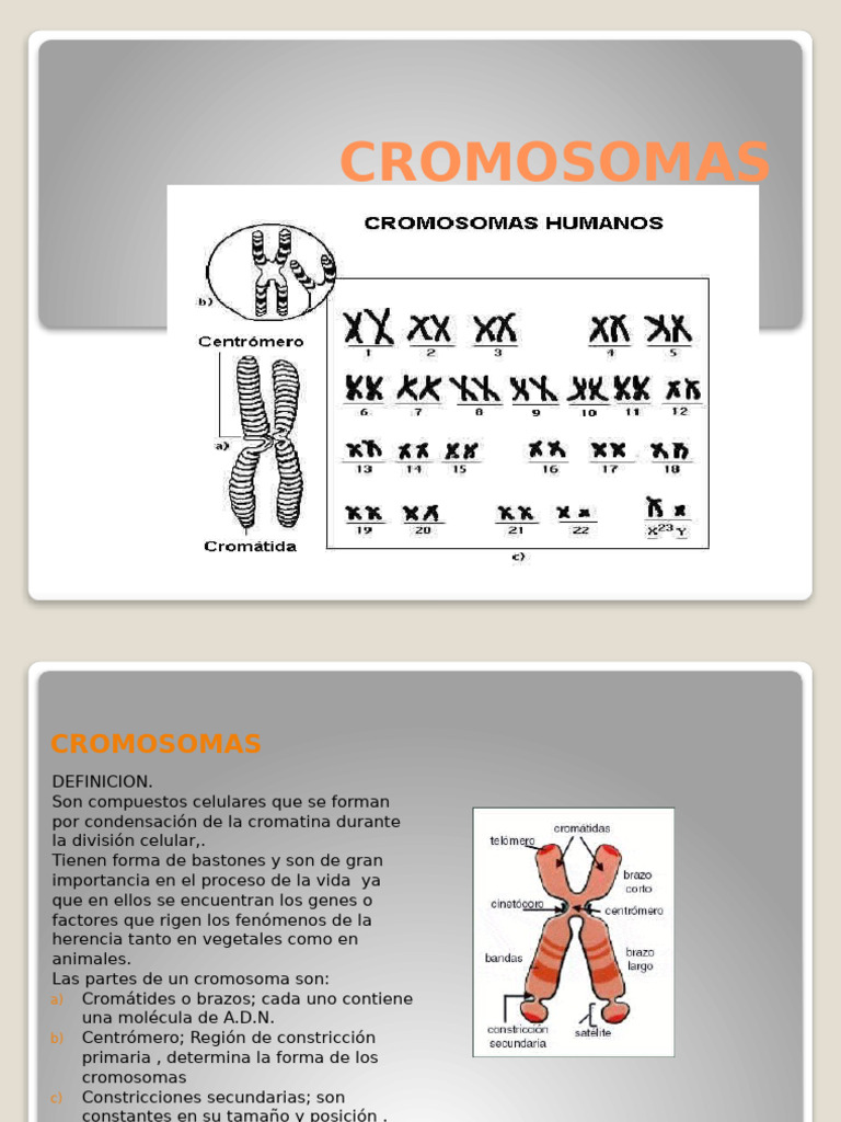 CROMOSOMAS | PDF