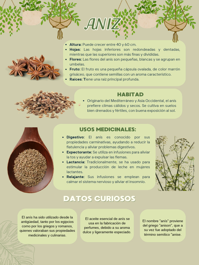 Infografía Consejos Para Cuidar A Tus Plantas Ilustrado Verde Pdf