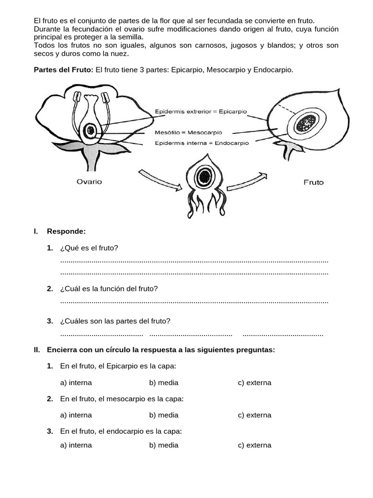 FRUTO | PDF