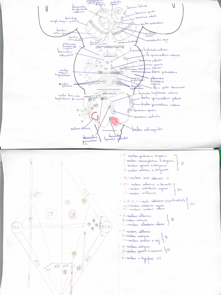 Fossa Rhomboidea and Brain Stem Transversal Section | PDF