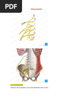 Anatomía del Plexo Lumbar: Funciones y Ramos | PDF | Neuroanatomía ...