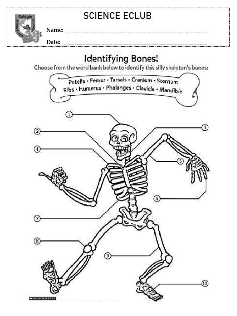 Skeleton 4th Grade | PDF