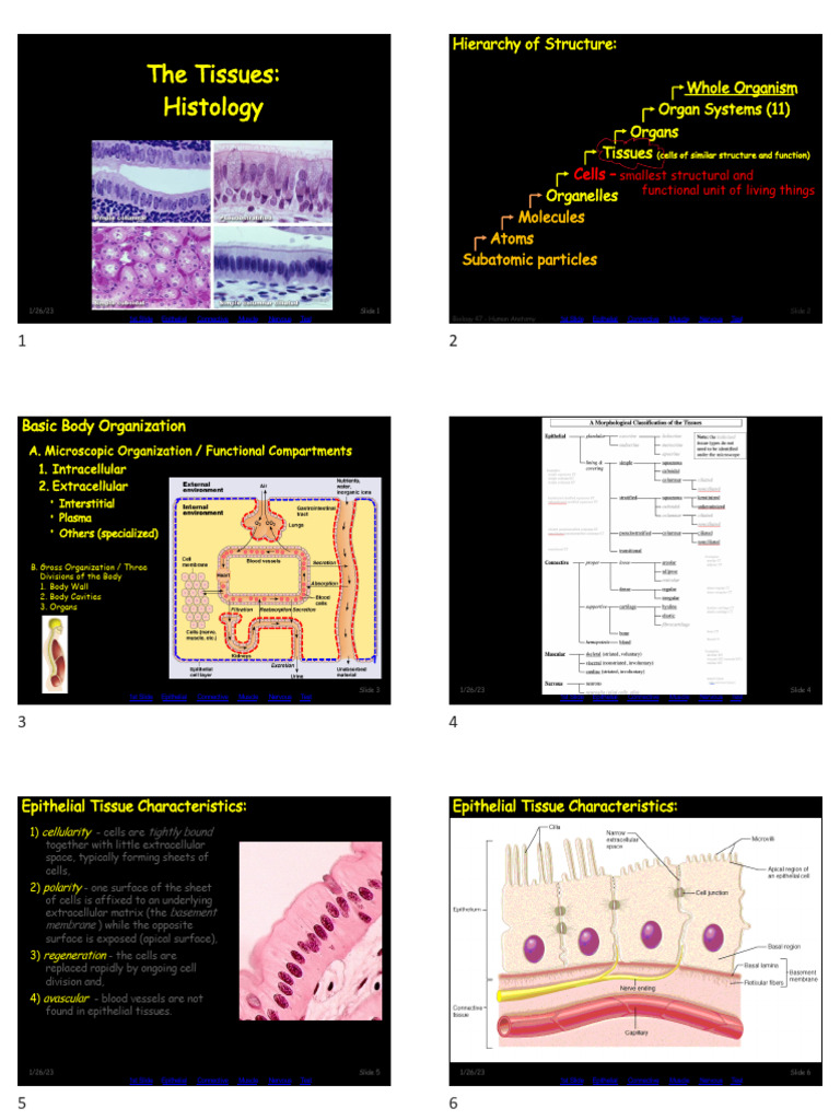 47l 03 Histology Lab Pdf