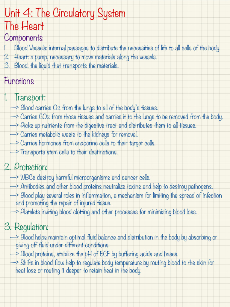 Circulatory System | PDF