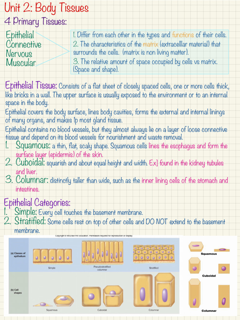 Body Tissues | PDF