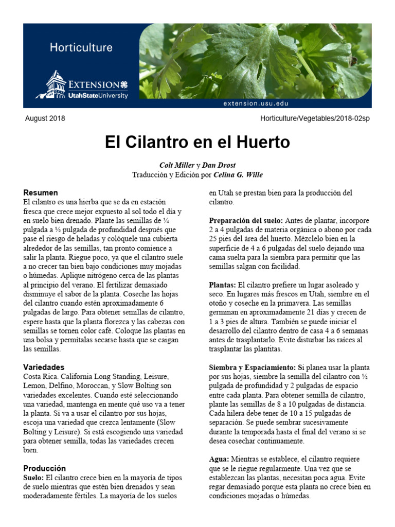Cultivo y Cosecha de Cilantro en Huertos | PDF | Cilantro | Semilla