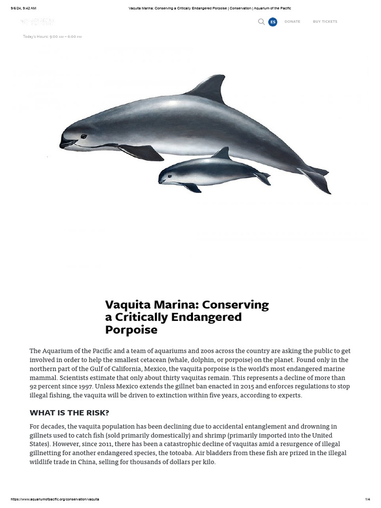 Vaquita Marina | PDF