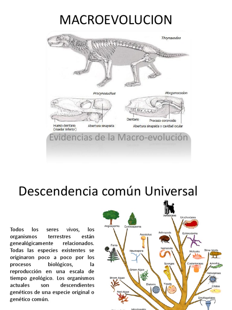 MACROEVOLUCION | Evolución | Gene