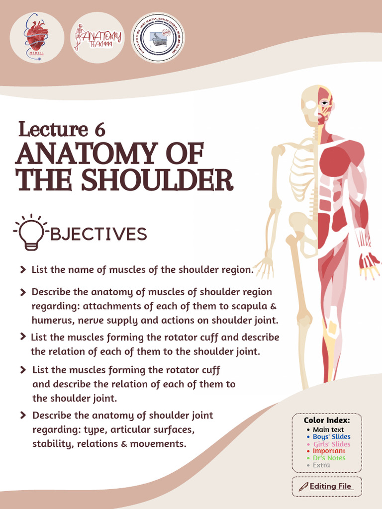 L06-Anatomy of the shoulder | PDF