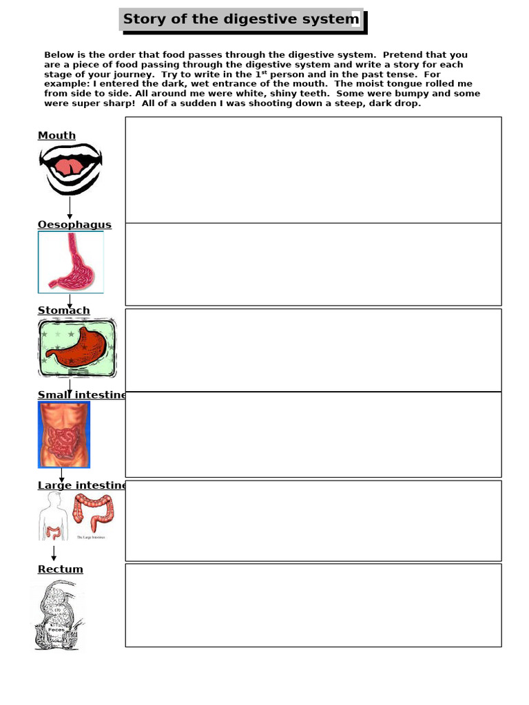 Story-of-the-digestive-system | PDF