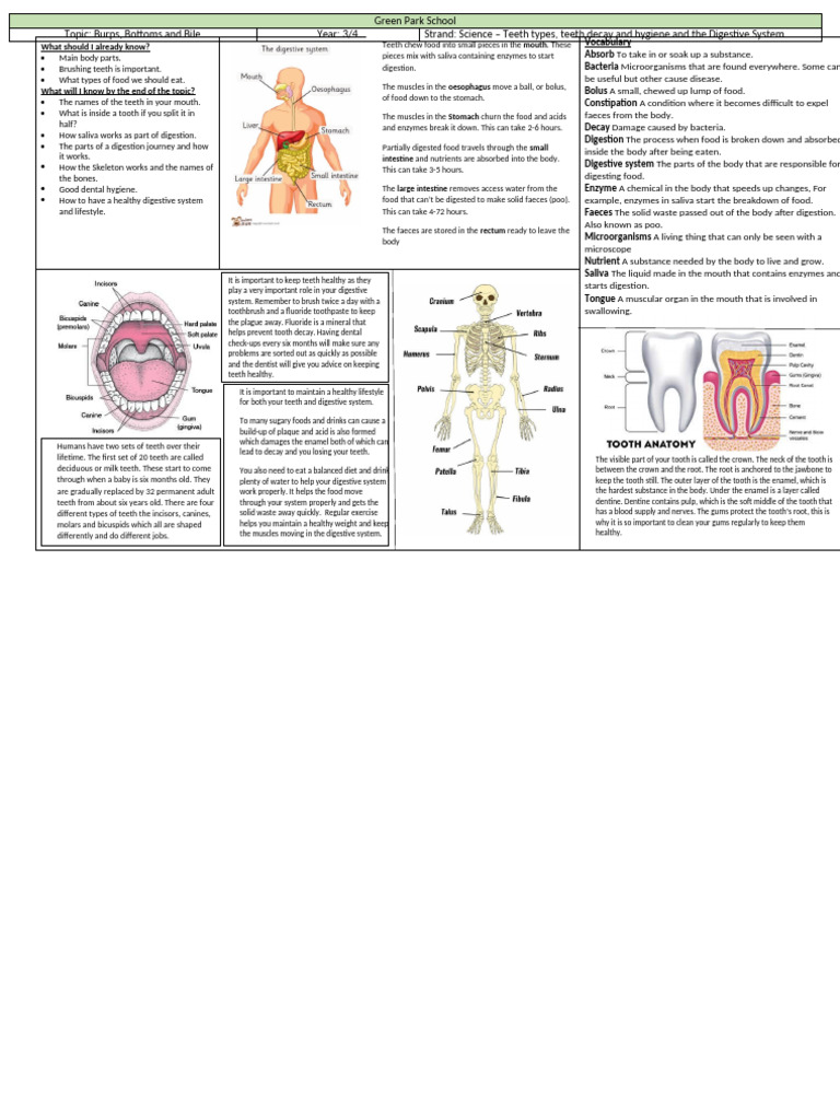 Year 3 4 Knowledge Organiser | PDF | Digestion | Tooth