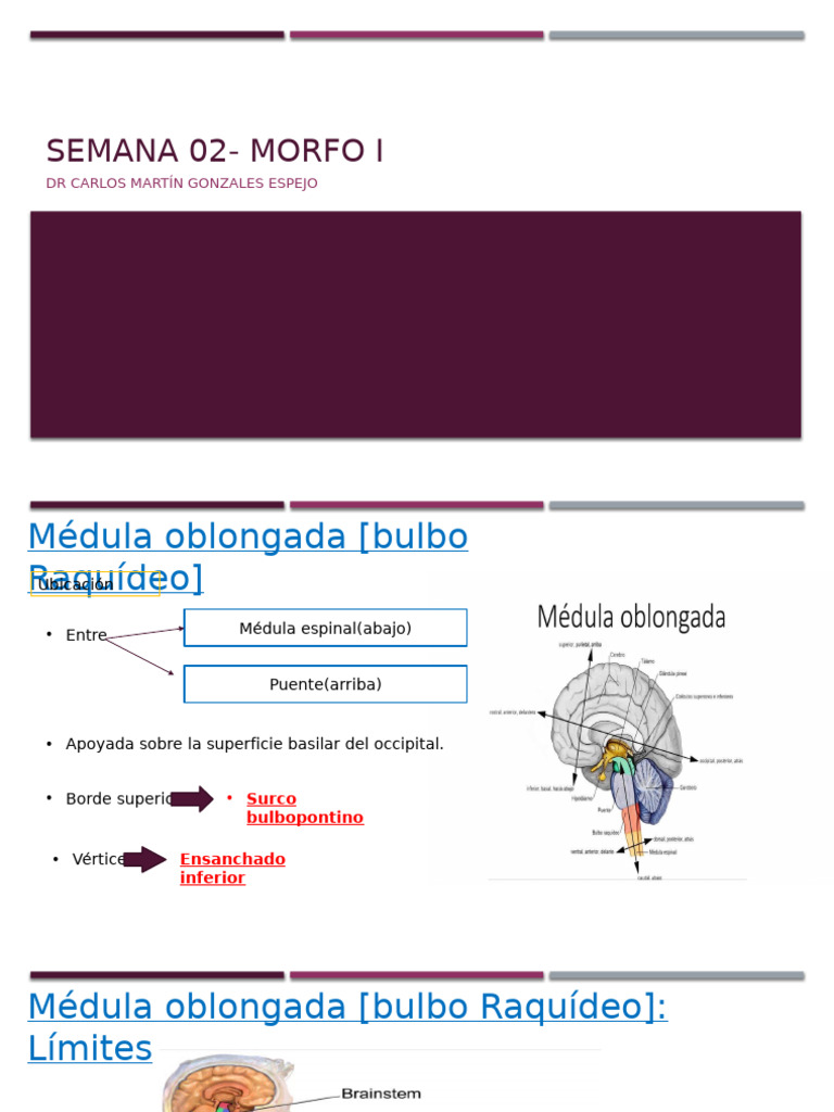 Semana 02 Morfo I Completo 2 (Autoguardado) | PDF