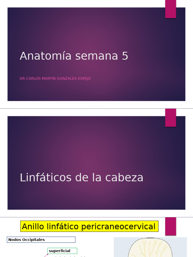 Semana 5 Morfo II | PDF