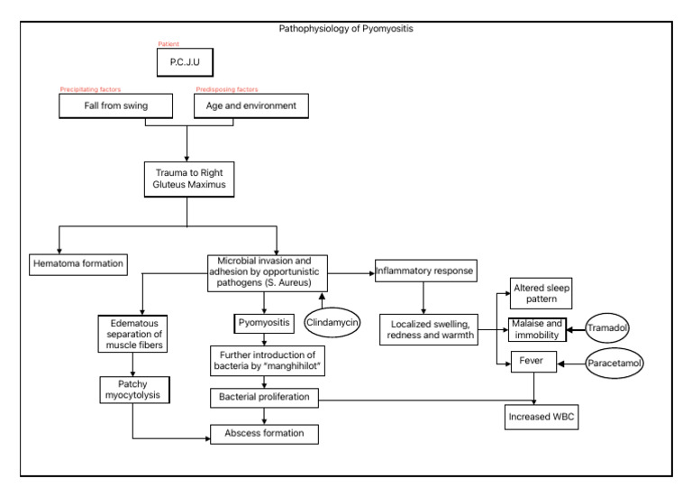 Pathophysiology of Pyomyositis | PDF