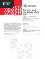 Osteology of The Goat | PDF | Vertebra | Vertebral Column