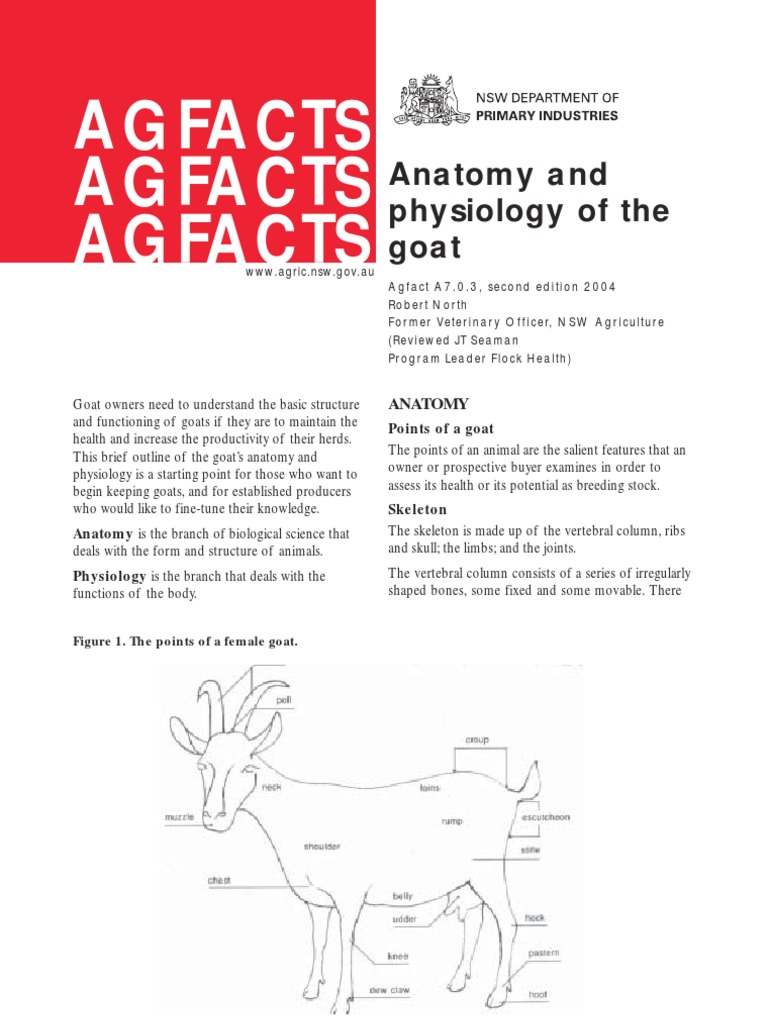 Goat Anatomy and Physiology Overview | PDF | Ruminant | Human Anatomy