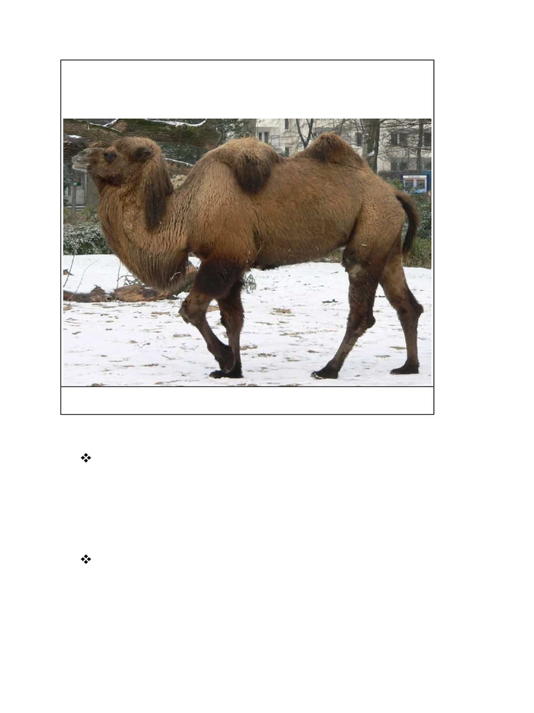 Chameau Et Dromadaire | PDF