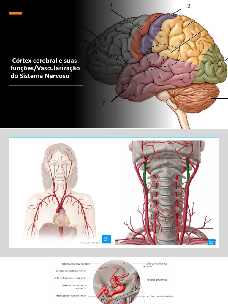 Córtex Cerebral e Suas Funções..... | PDF
