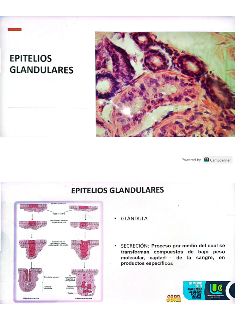 Glándulas | PDF