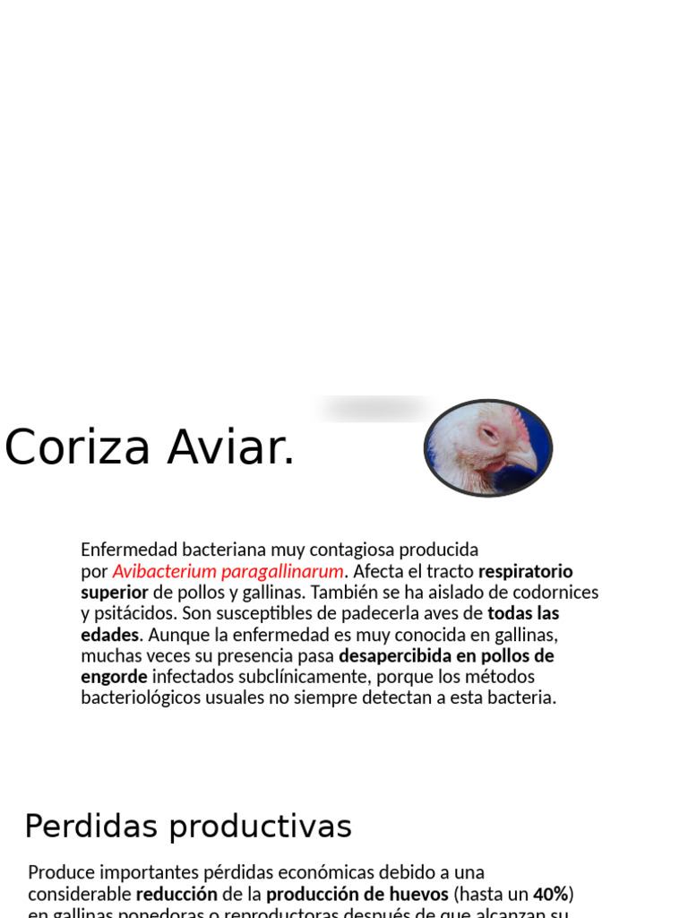 Coriza Aviar | PDF