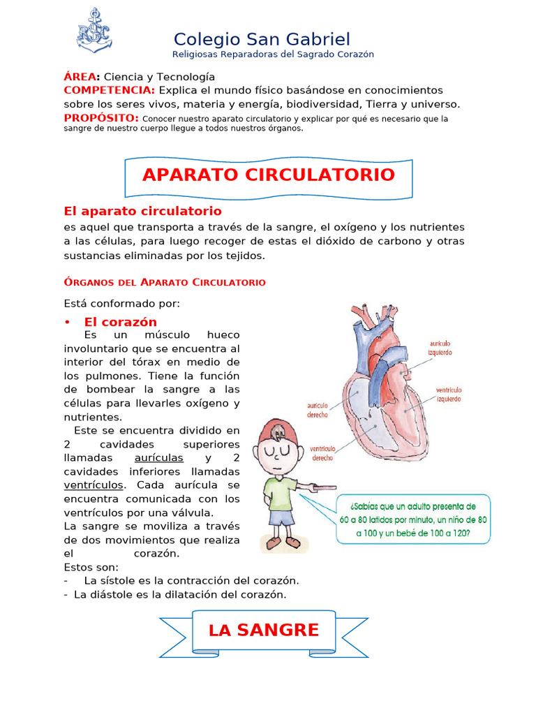 FICHA 4 Sistema Circulatorio - Infor. | PDF