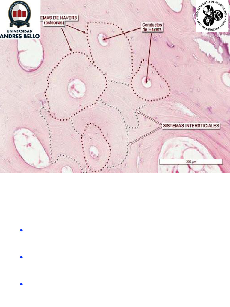Histología de Cartílago y Hueso | PDF | Cartílago | Ciencia y matemáticas