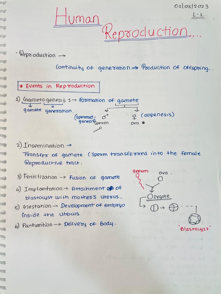 Human Reproduction Detailed Notes | PDF