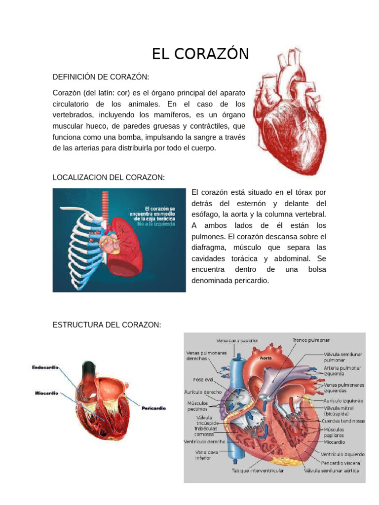 EL CORAZÓN | PDF
