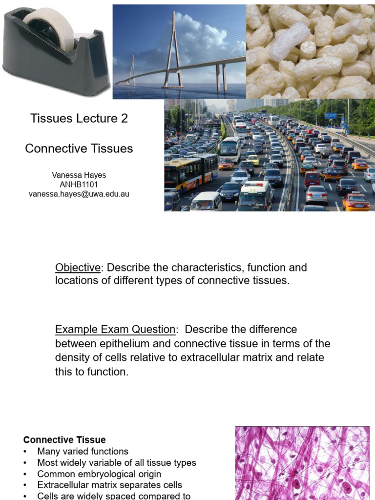 Tissues Lecture 2 - 2024 CT - Student Version | PDF | Connective Tissue ...