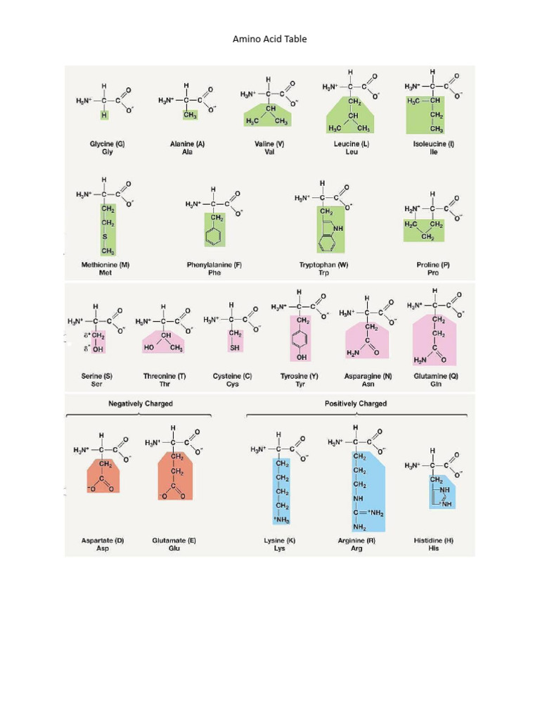 Amino Acid Table | PDF