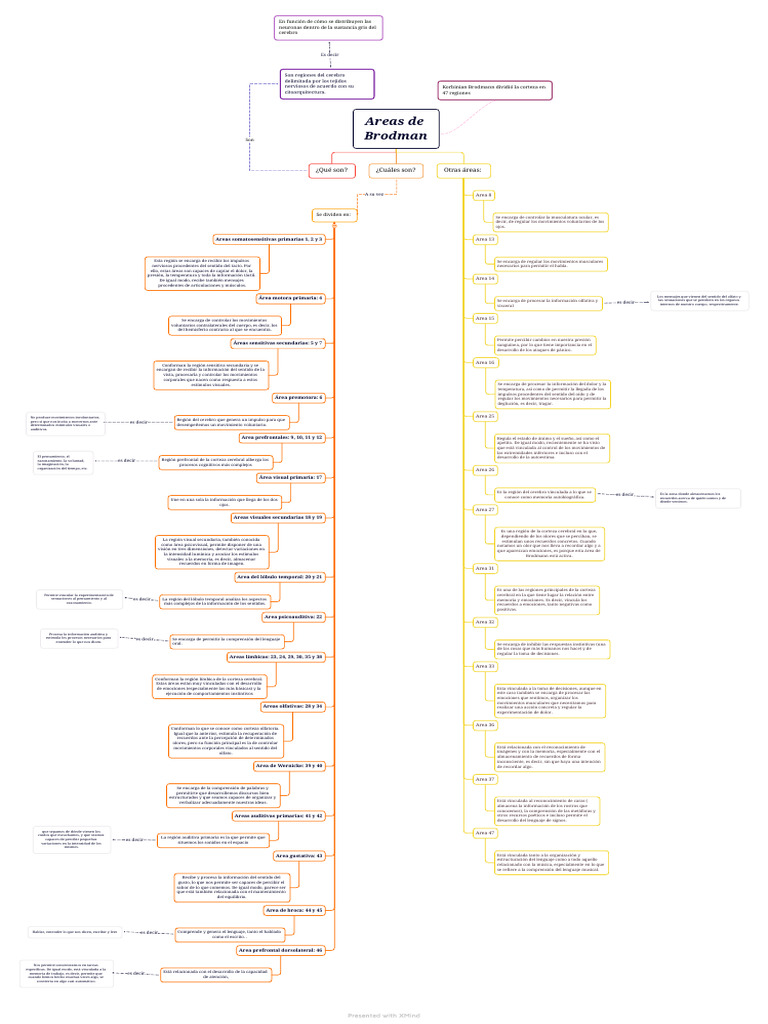 Areas de Brodman | PDF