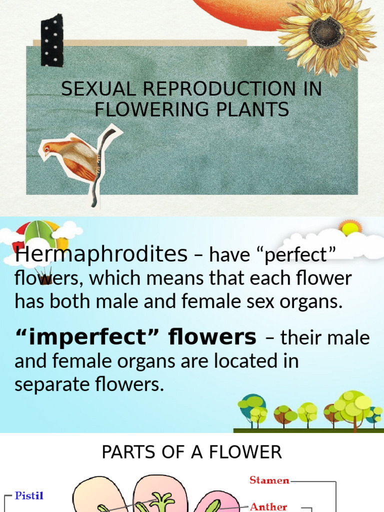 Sexual Reproduction in Flowering Plants | PDF | Flowers | Home & Garden
