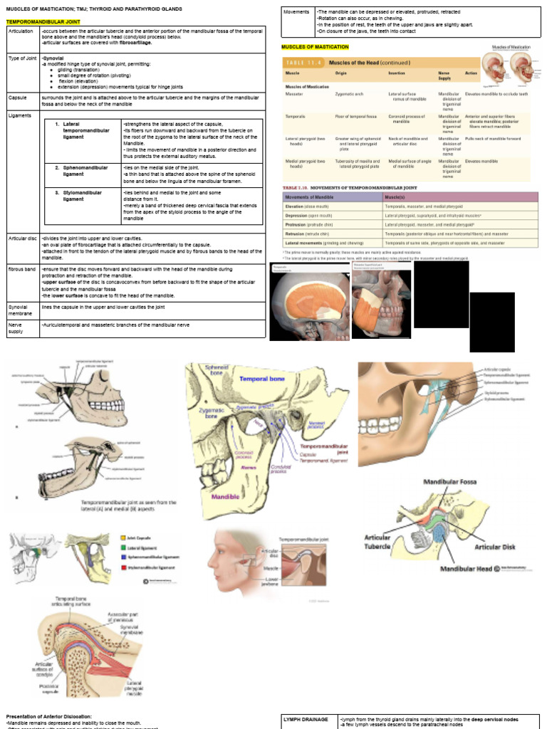 MUSCLES OF MASTICATION TMJ THYROID AND PARATHYROID GLANDS-1-compressed | PDF