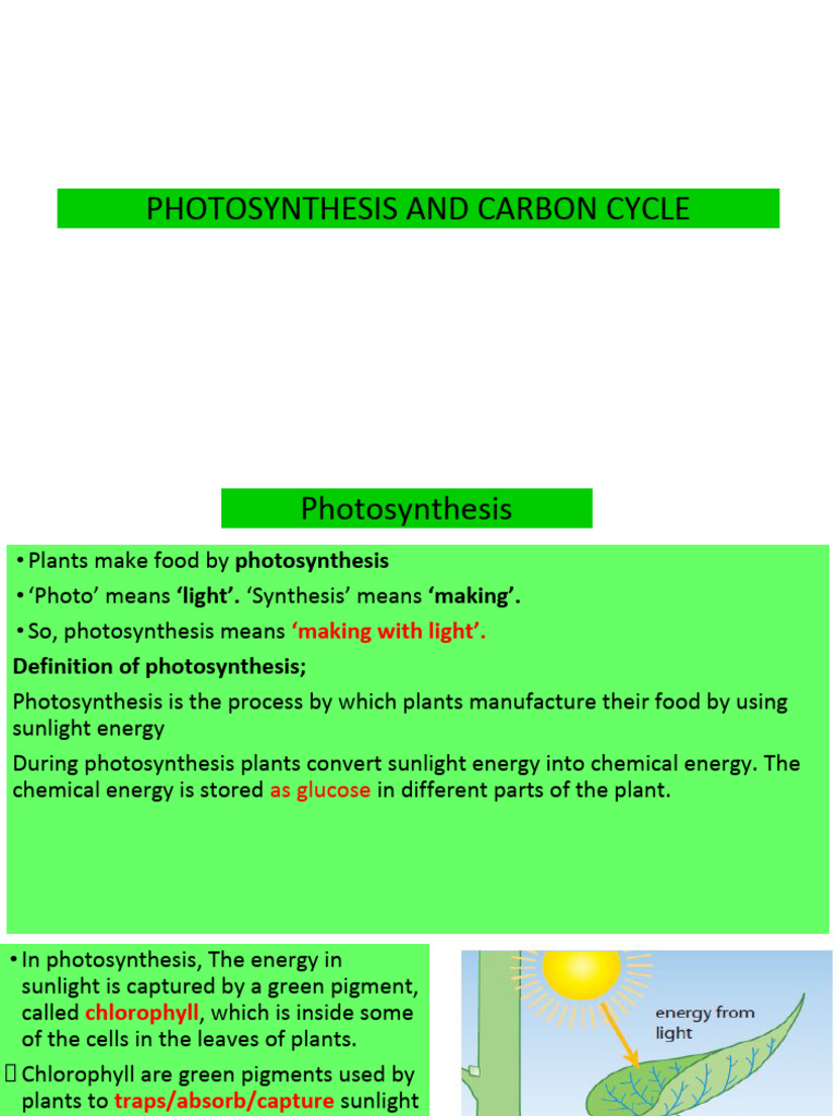 Photosynthesis | PDF