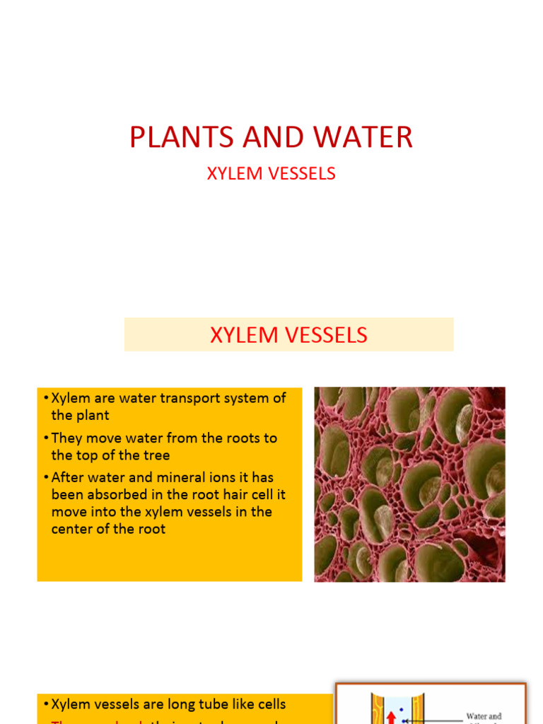 Xylem Vessels | PDF