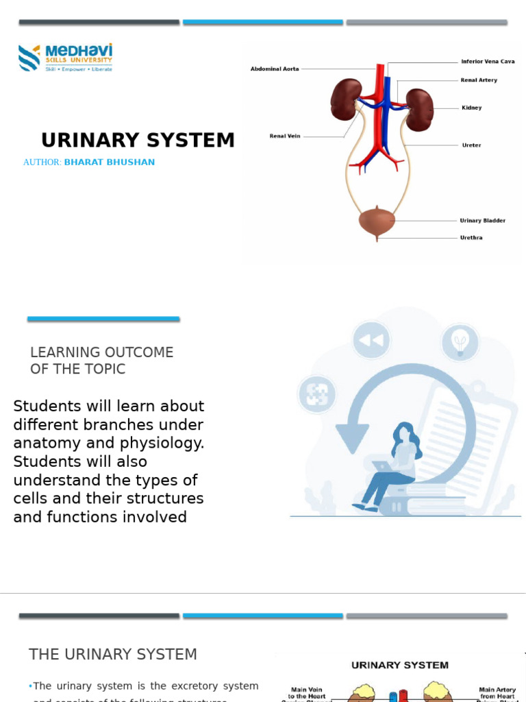 Urinary System Part 1 | PDF