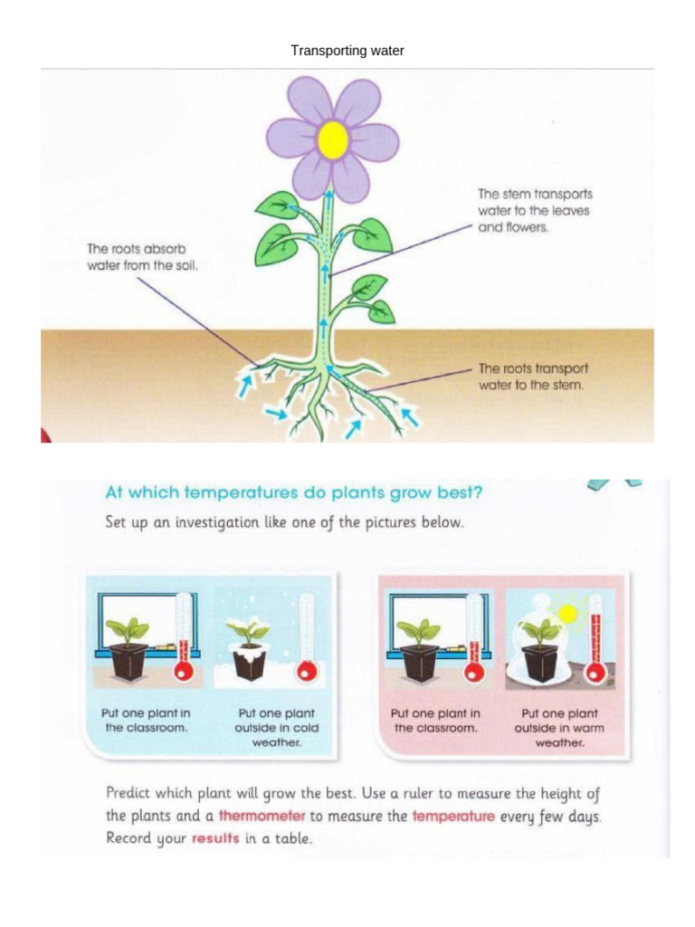 Science 4 Lesson 1.4 Materials | PDF