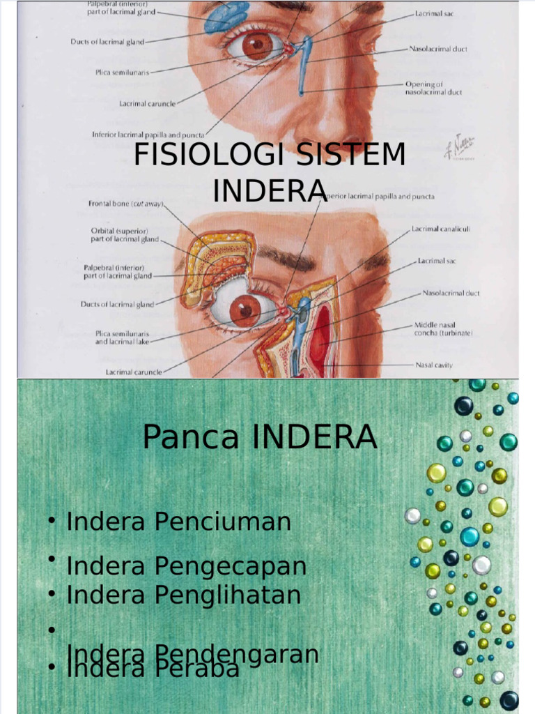 Indera 2 | PDF