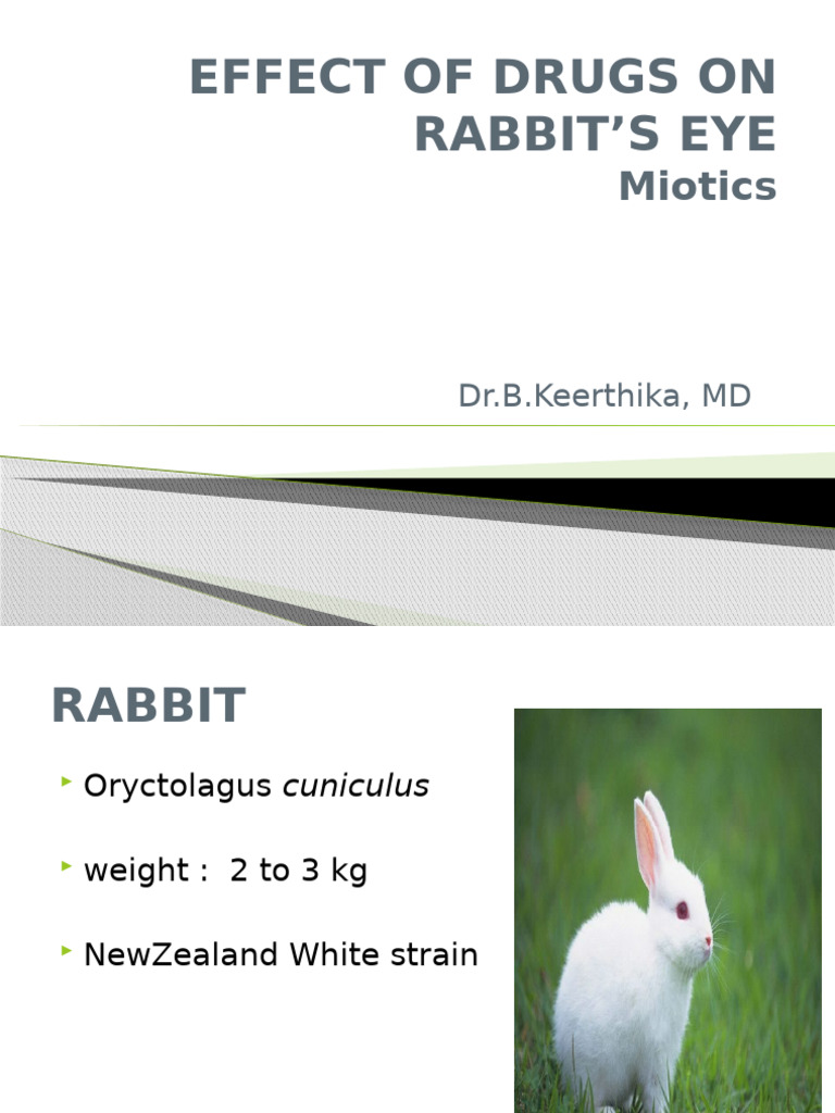 4.effect of Drugs On Rabbit's Eye | PDF