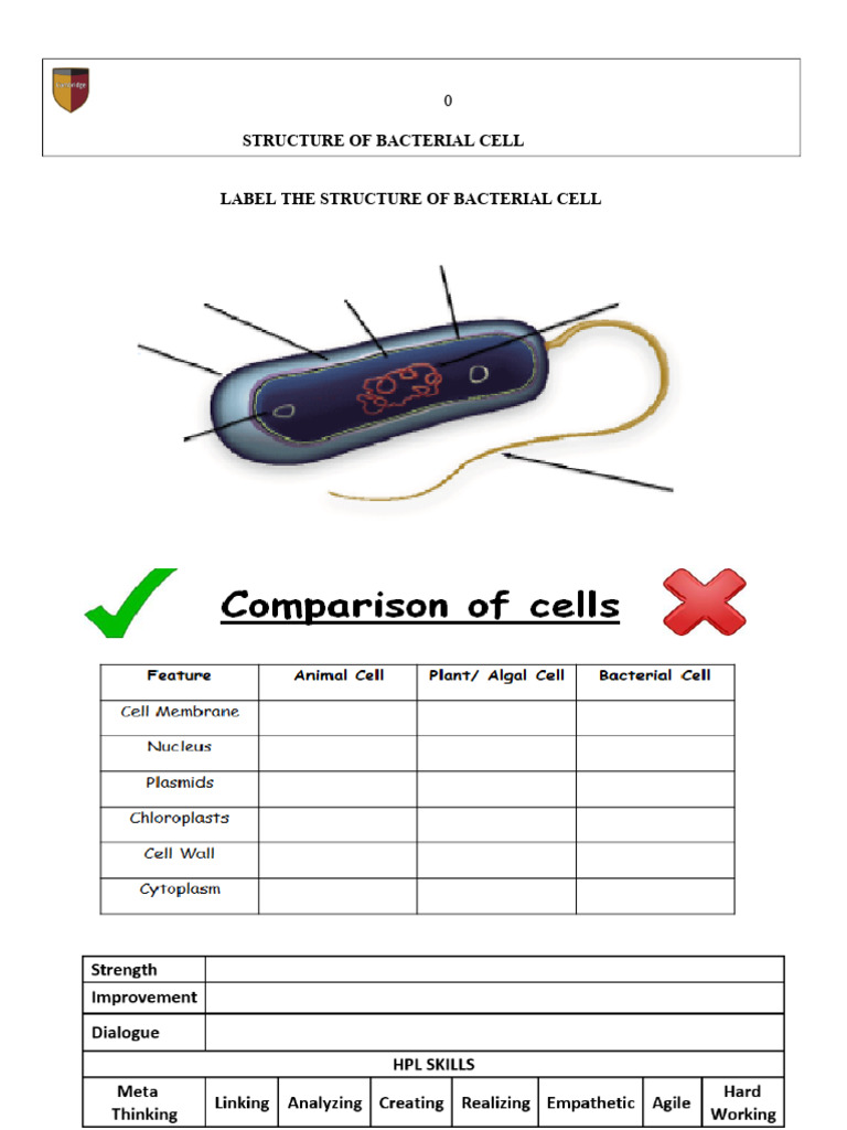 Worksheet for Bacterial Structure | PDF