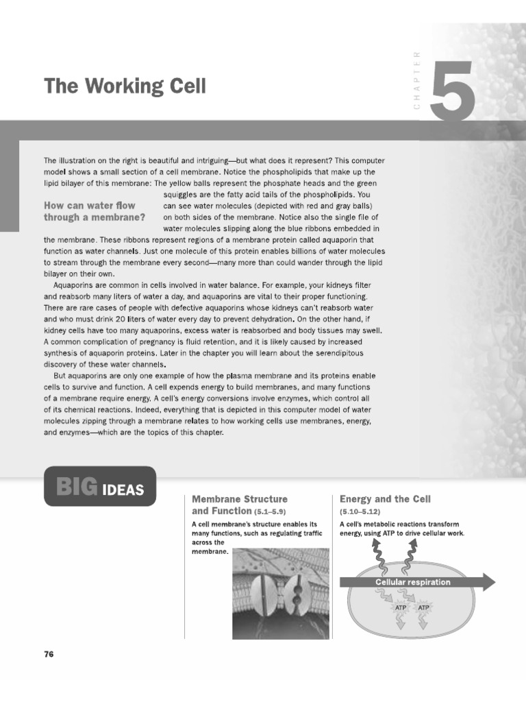 Chapter 5 The Working Cell | PDF